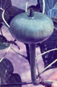 Hura crepitans – Trees of Costa Rica's Pacific Slope