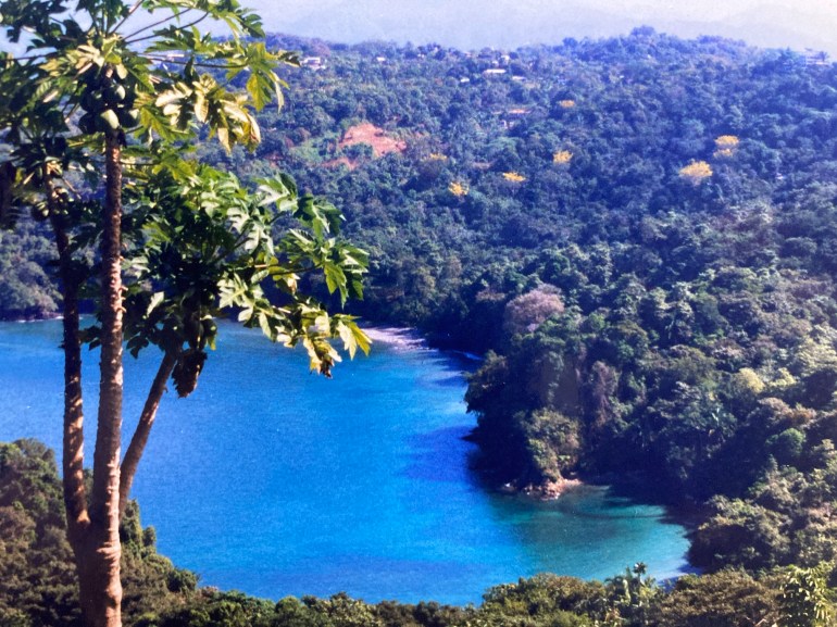 Schizolobium parahyba – Trees of Costa Rica's Pacific Slope