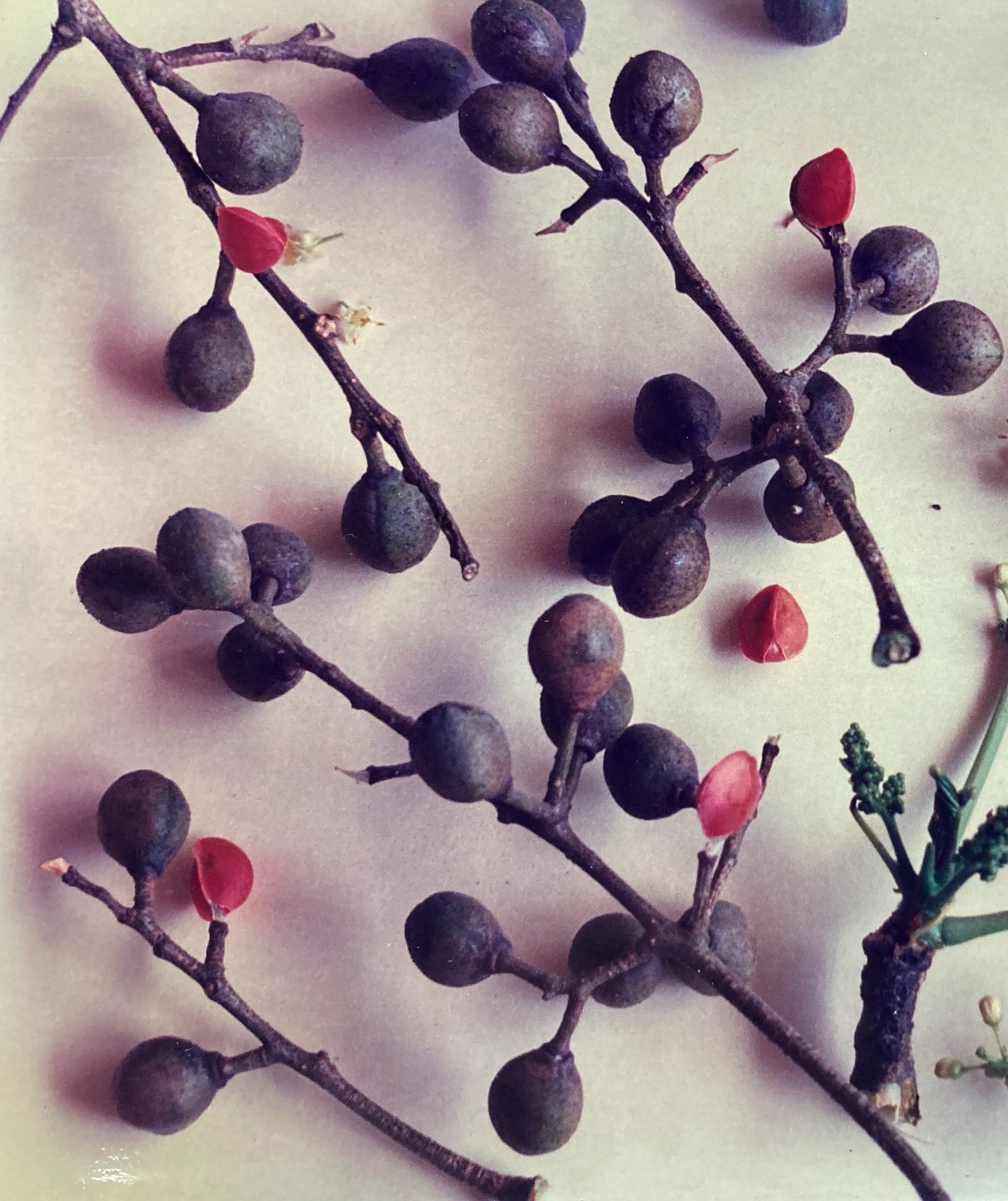 Bursera simaruba – Trees of Costa Rica's Pacific Slope