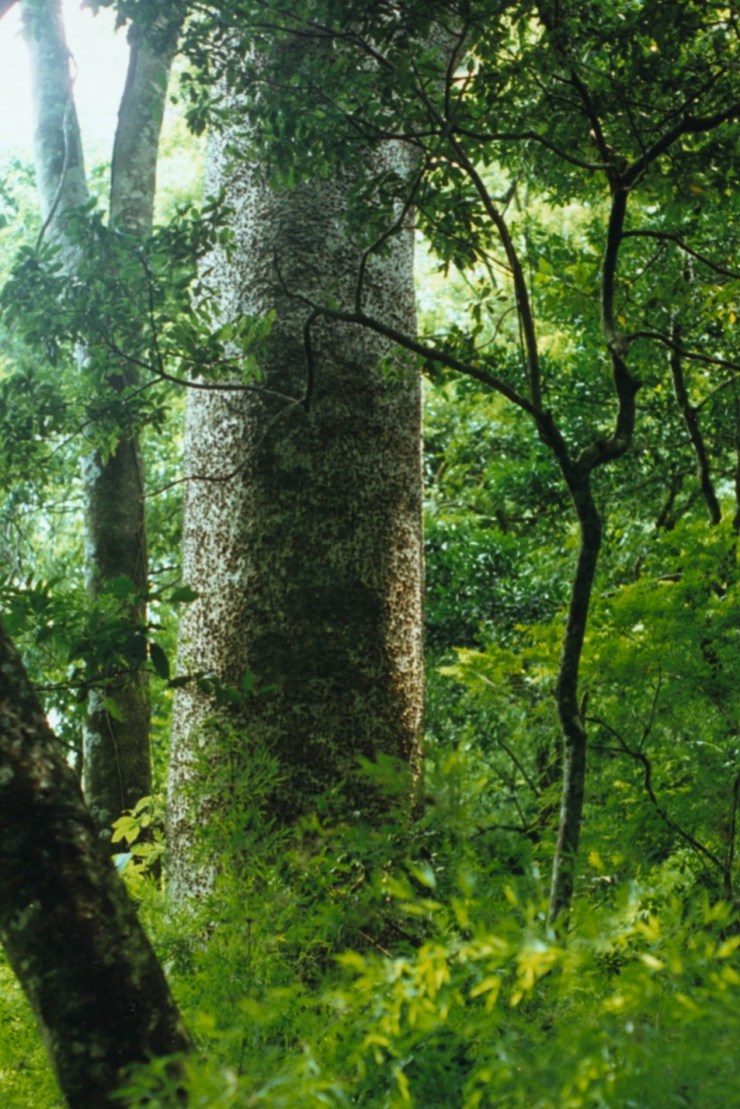 Hura crepitans – Trees of Costa Rica's Pacific Slope