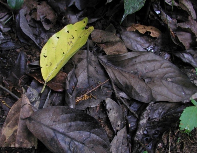 Cordia collococca – Trees of Costa Rica's Pacific Slope