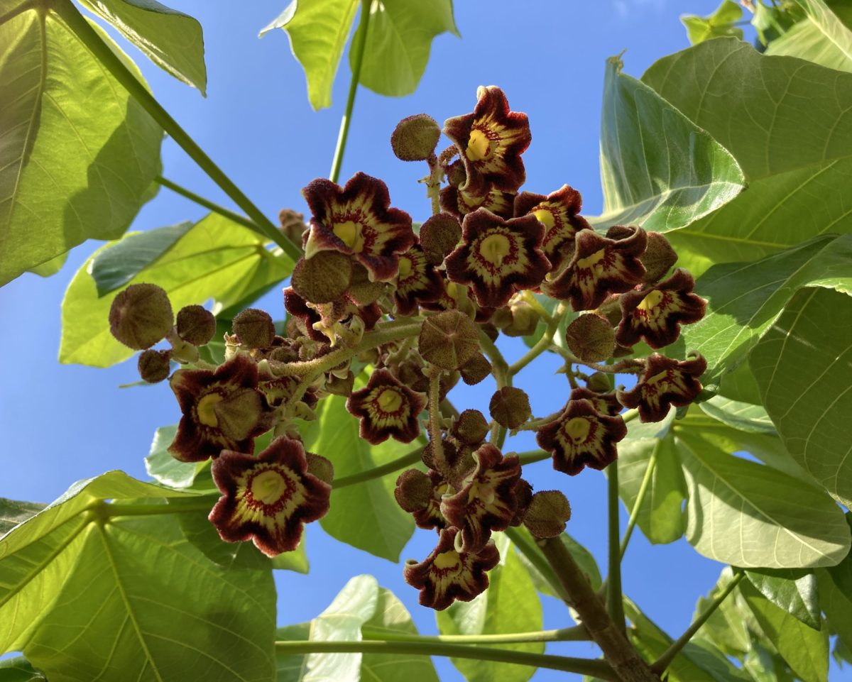 Sterculia apetala – Trees of Costa Rica's Pacific Slope