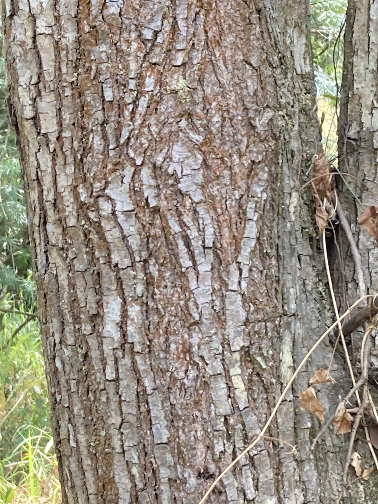 Dahlbergia retusa – Trees of Costa Rica's Pacific Slope