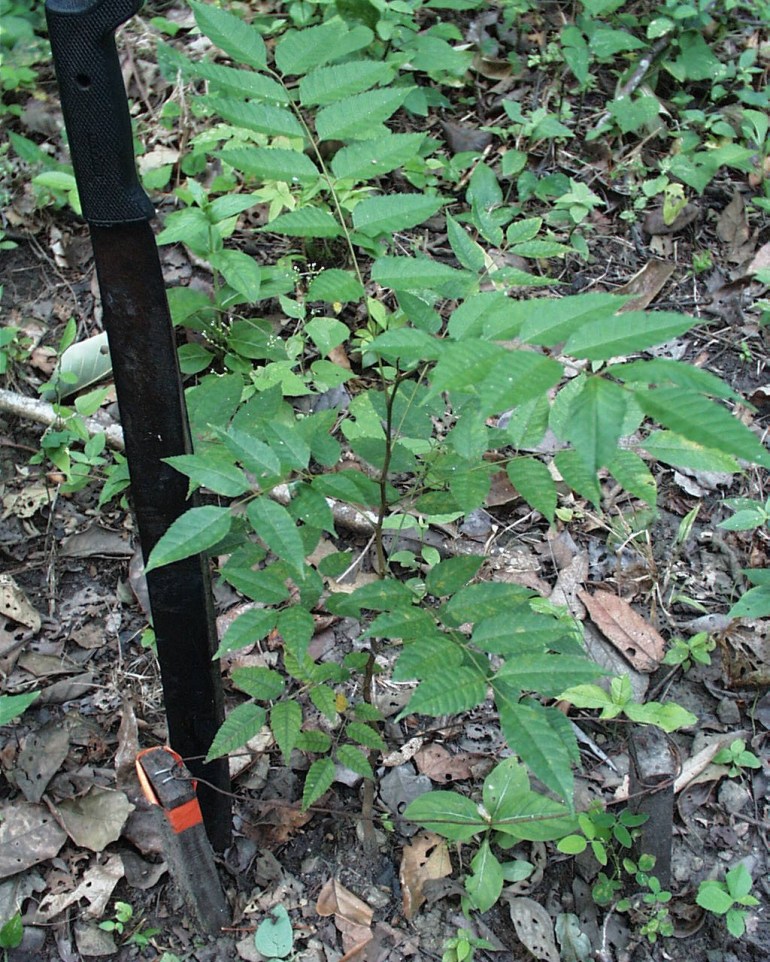 Astronium graveolens – Trees of Costa Rica's Pacific Slope