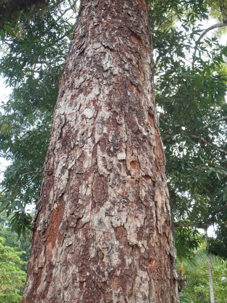 Andira Inermis – Trees of Costa Rica's Pacific Slope
