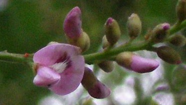 Andira Inermis – Trees of Costa Rica's Pacific Slope
