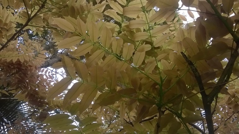 Andira Inermis – Trees of Costa Rica's Pacific Slope