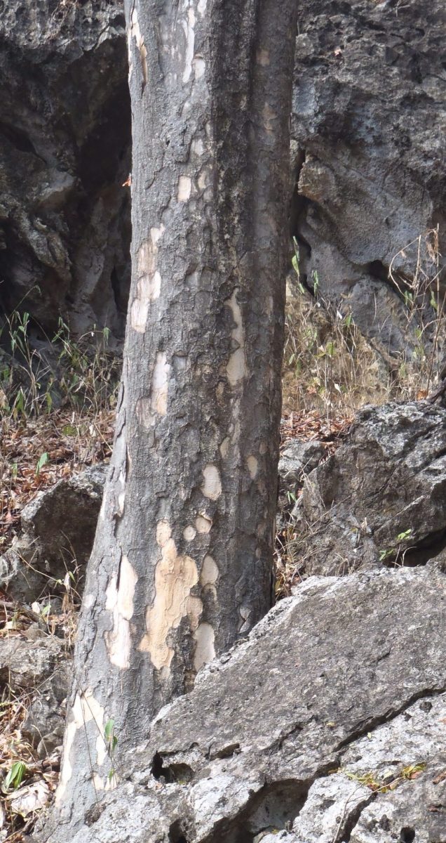 Guaiacum sanctum – Trees of Costa Rica's Pacific Slope
