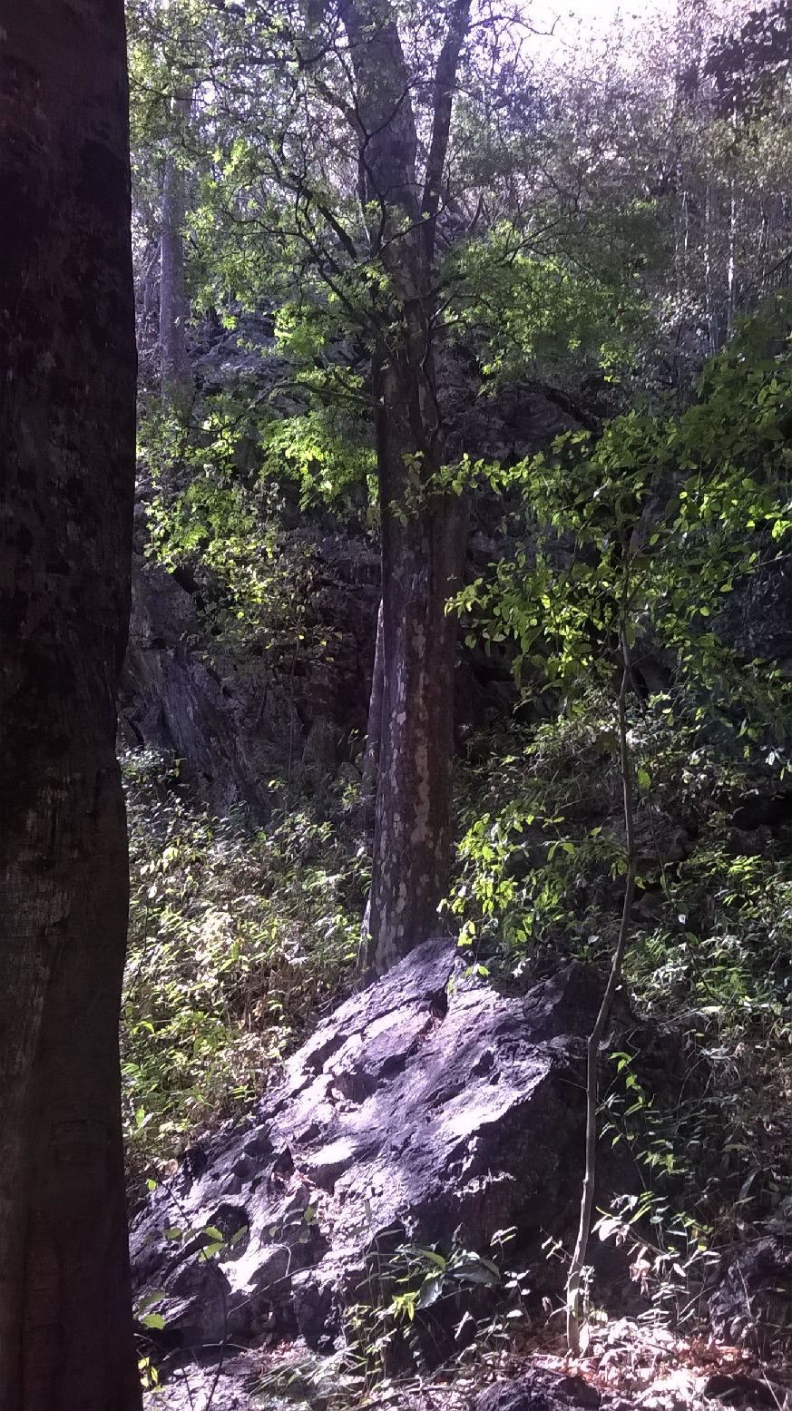 Guaiacum sanctum – Trees of Costa Rica's Pacific Slope