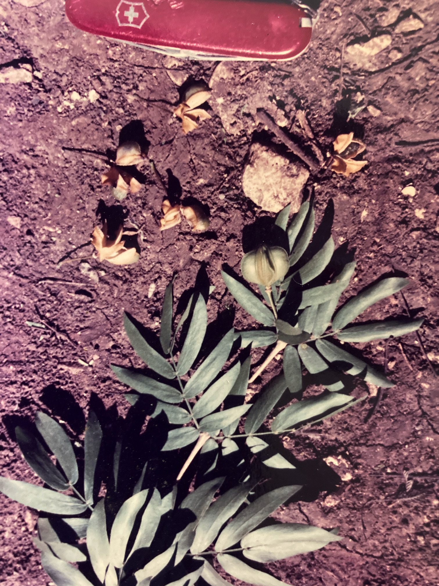 Guaiacum sanctum – Trees of Costa Rica's Pacific Slope