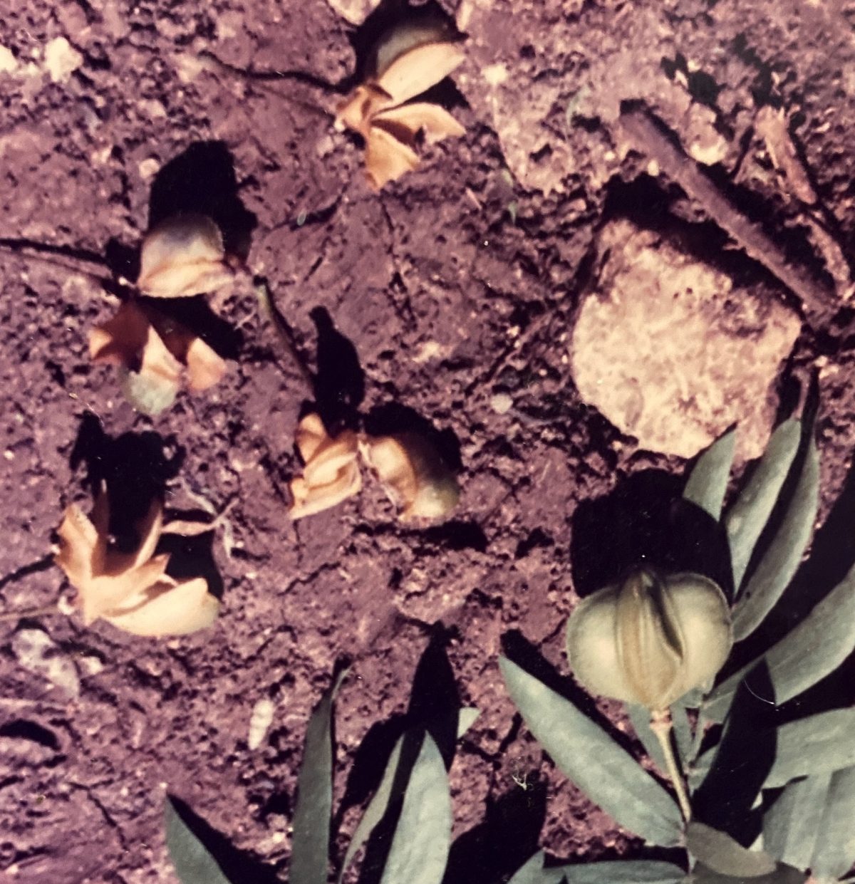 Guaiacum sanctum – Trees of Costa Rica's Pacific Slope