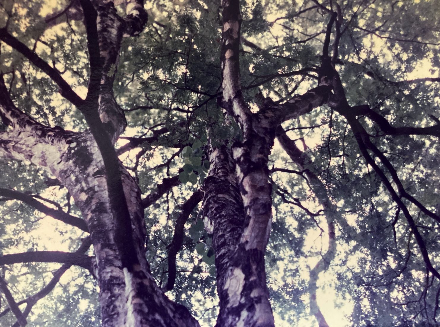 Guaiacum sanctum – Trees of Costa Rica's Pacific Slope