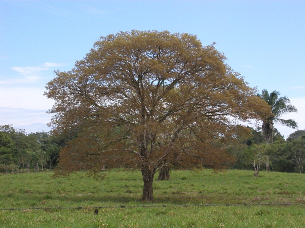 Andira Inermis – Trees of Costa Rica's Pacific Slope