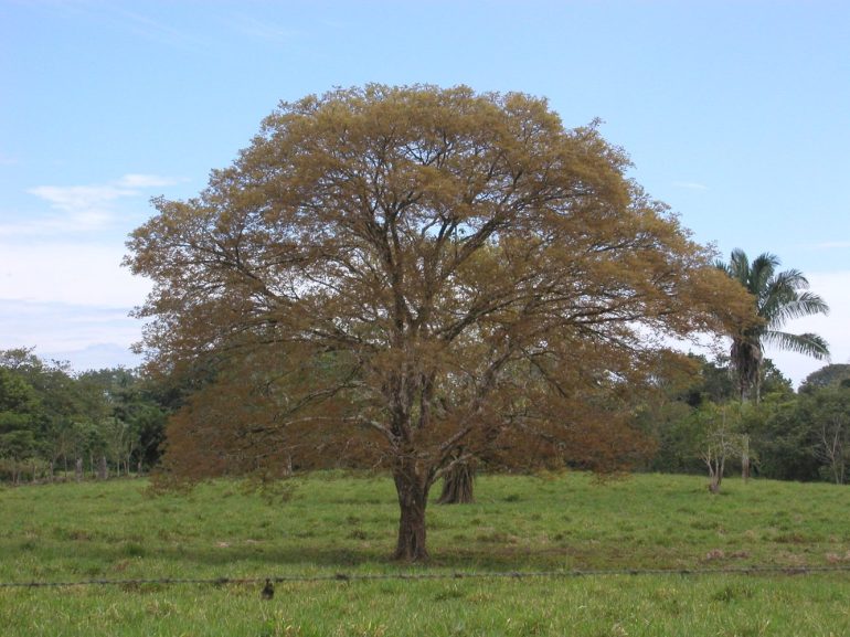 Andira Inermis – Trees of Costa Rica's Pacific Slope