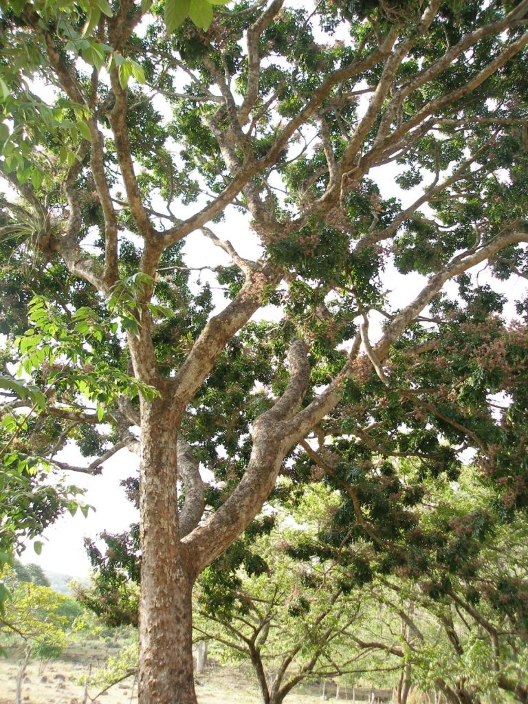 Andira Inermis – Trees of Costa Rica's Pacific Slope