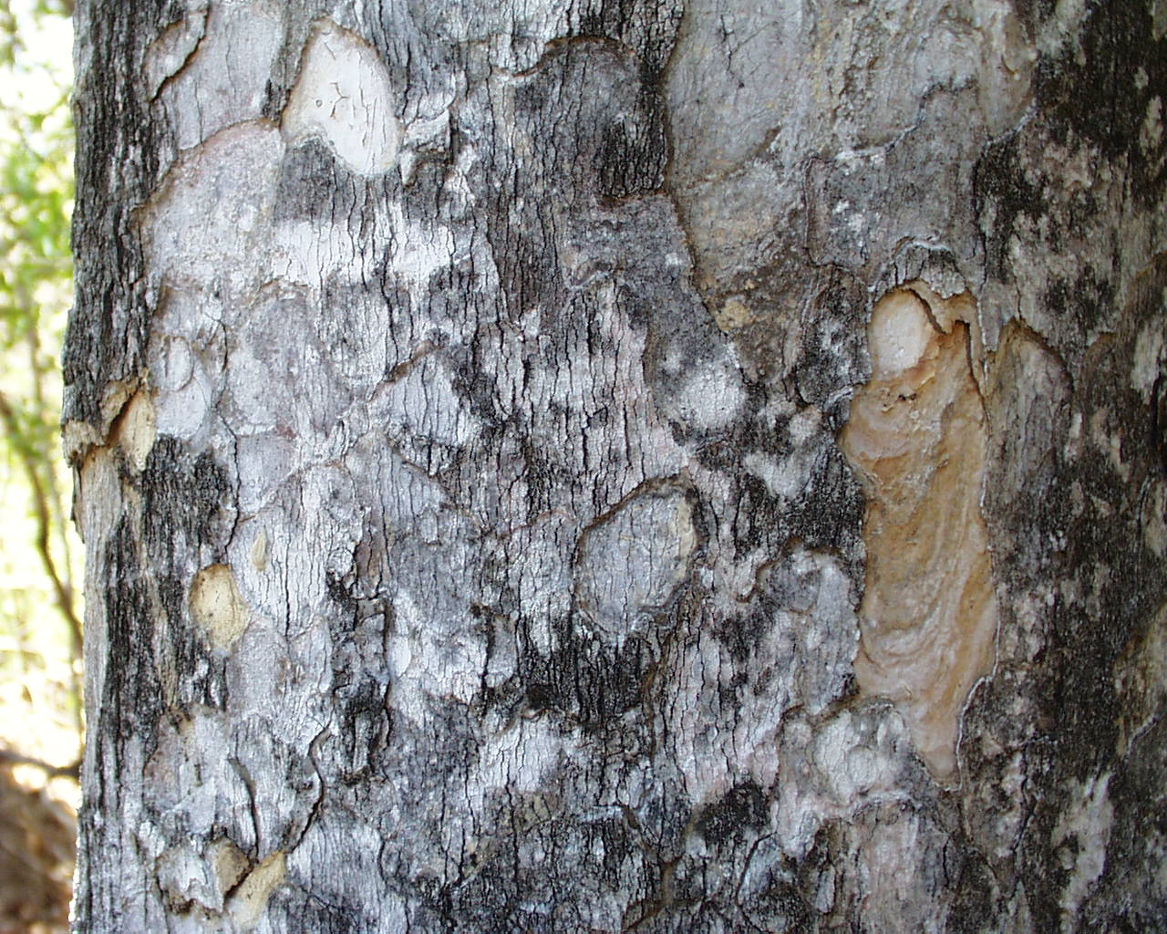 Guaiacum sanctum – Trees of Costa Rica's Pacific Slope