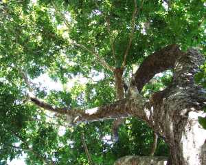 Andira Inermis – Trees of Costa Rica's Pacific Slope