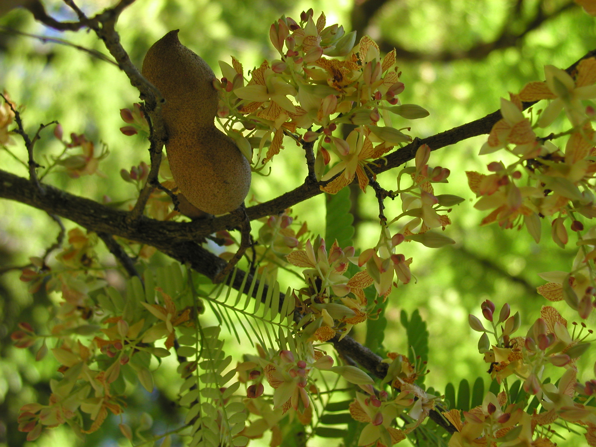 Families – Trees of Costa Rica's Pacific Slope