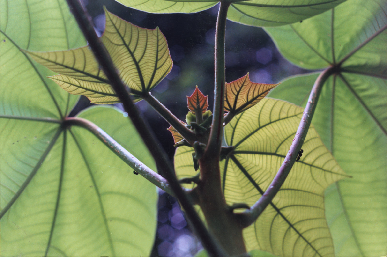 Ochroma pyramidale – Trees of Costa Rica's Pacific Slope