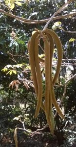 Tabebuia chrysantha – Trees of Costa Rica's Pacific Slope