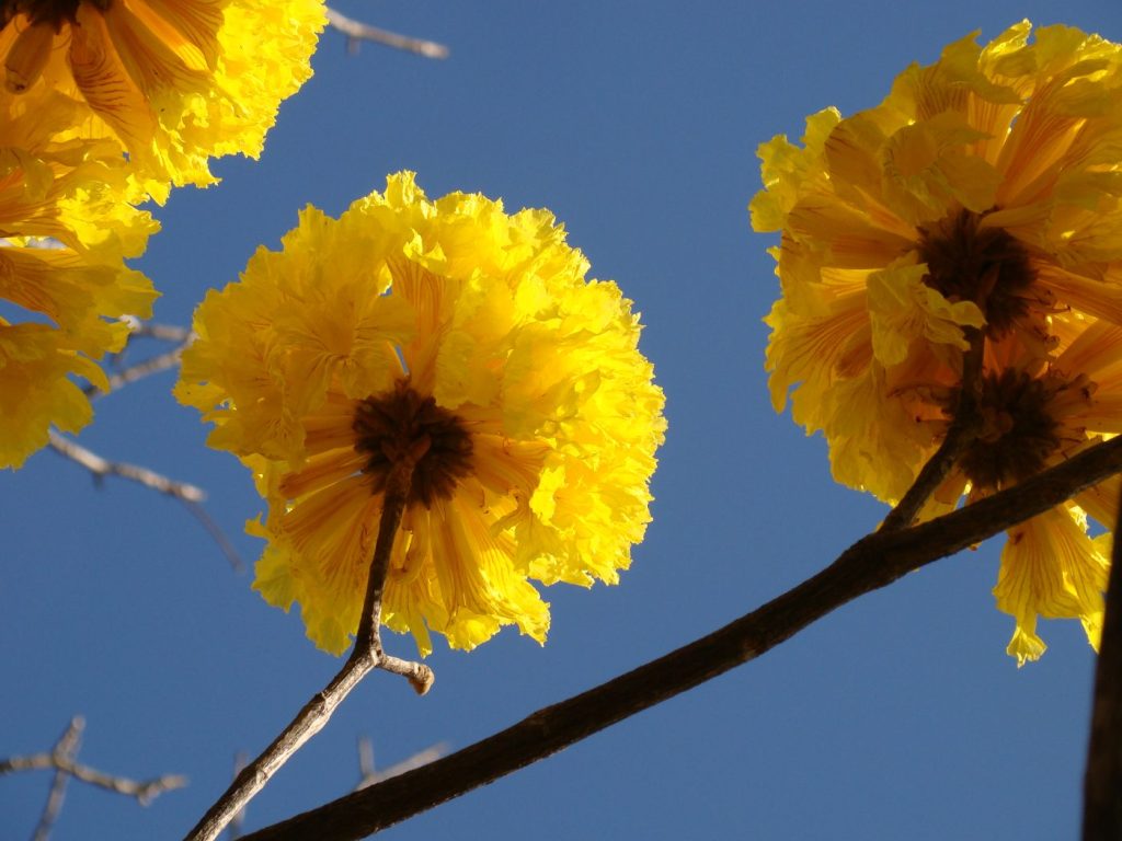 Tabebuia chrysantha – Trees of Costa Rica's Pacific Slope