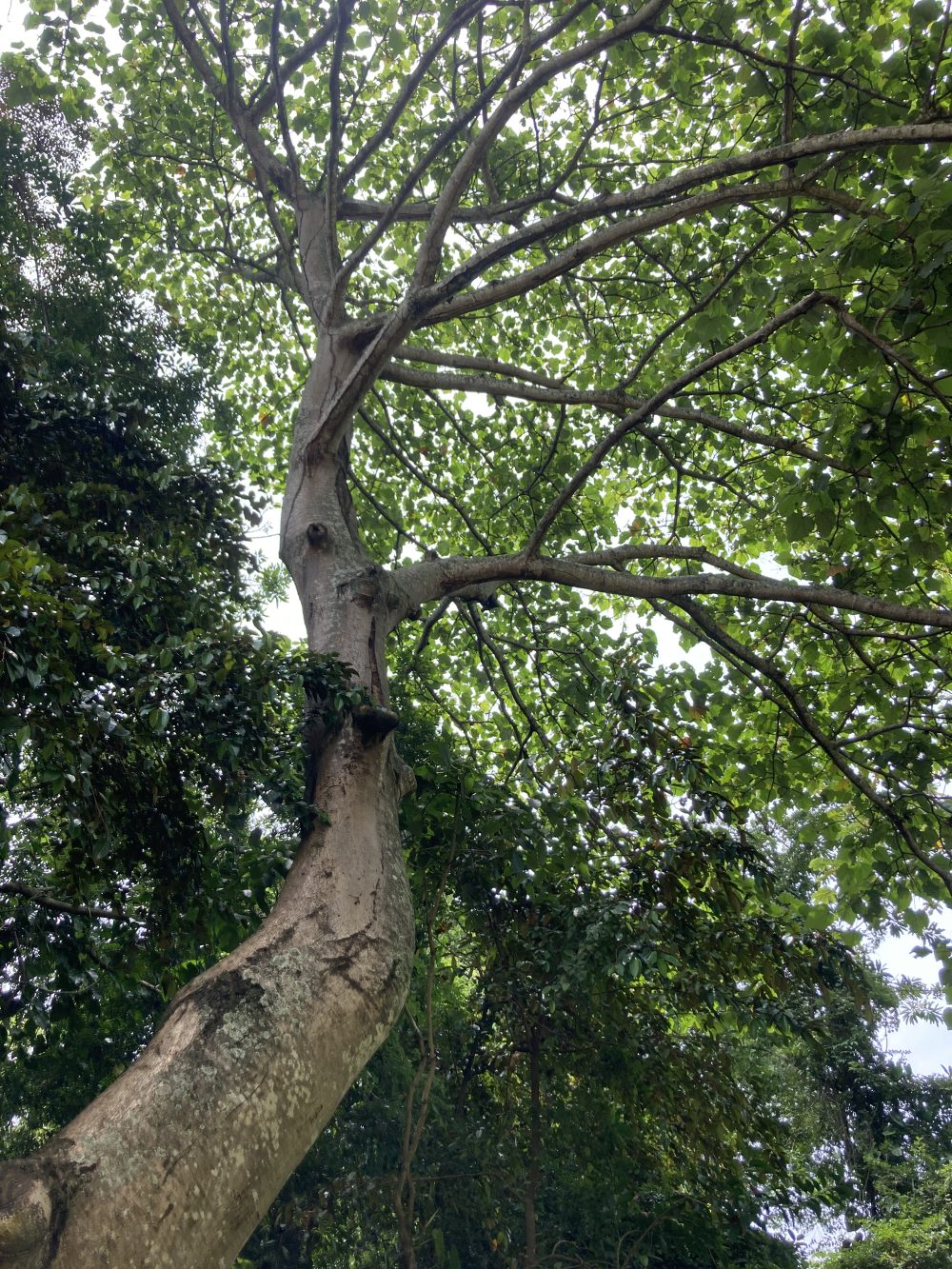 Ochroma pyramidale – Trees of Costa Rica's Pacific Slope