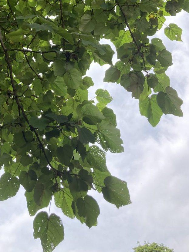 Ochroma pyramidale – Trees of Costa Rica's Pacific Slope