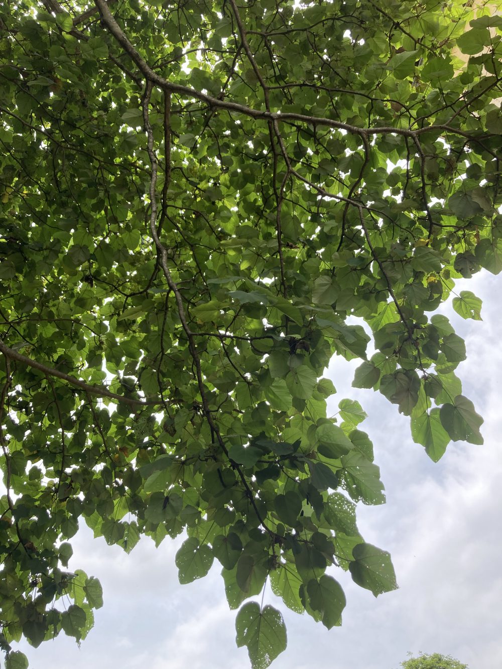 Ochroma pyramidale – Trees of Costa Rica's Pacific Slope