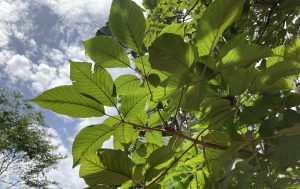 Tabebuia chrysantha – Trees of Costa Rica's Pacific Slope