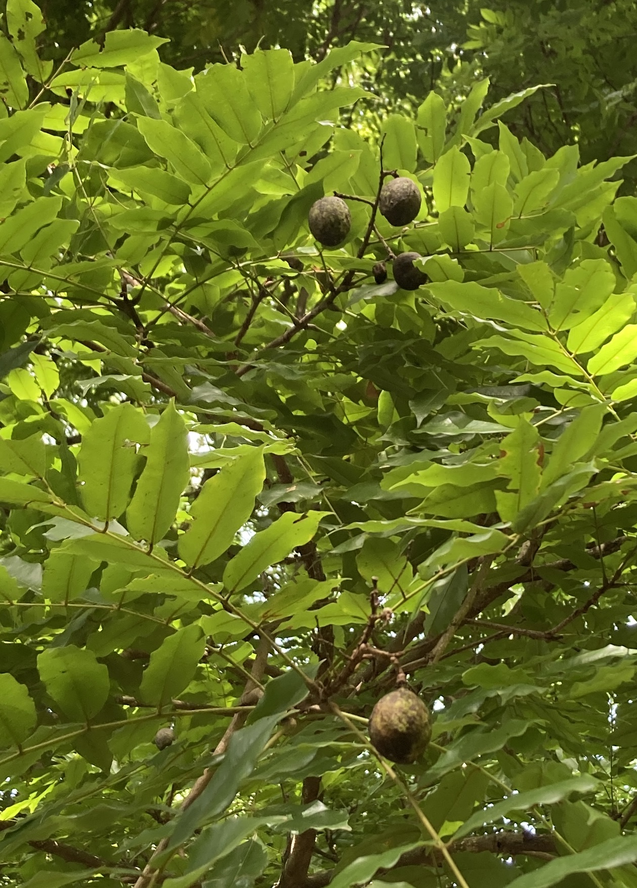 Andira Inermis – Trees of Costa Rica's Pacific Slope
