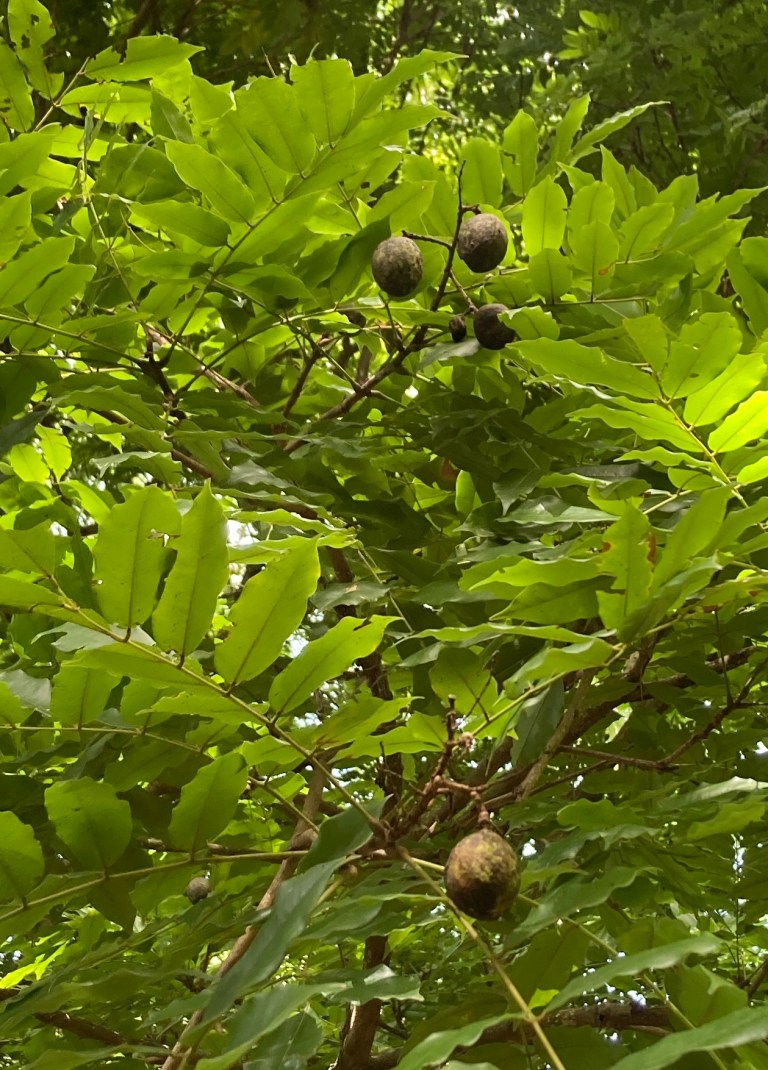 Andira Inermis – Trees of Costa Rica's Pacific Slope