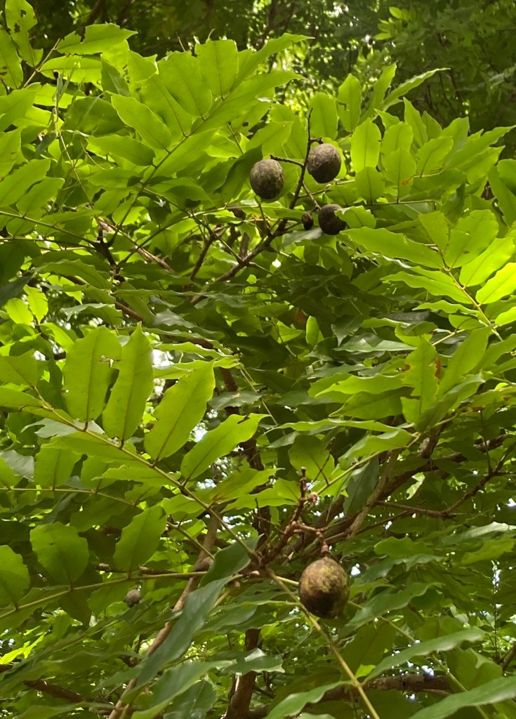 Andira Inermis – Trees of Costa Rica's Pacific Slope