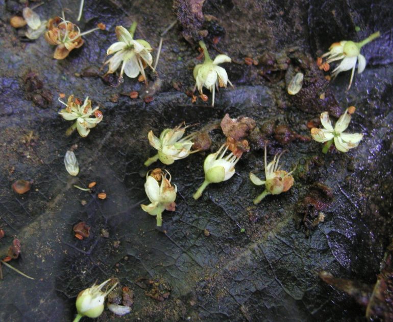 Peltogyne purpurea – Trees of Costa Rica's Pacific Slope