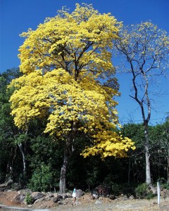 Tabebuia chrysantha – Trees of Costa Rica's Pacific Slope