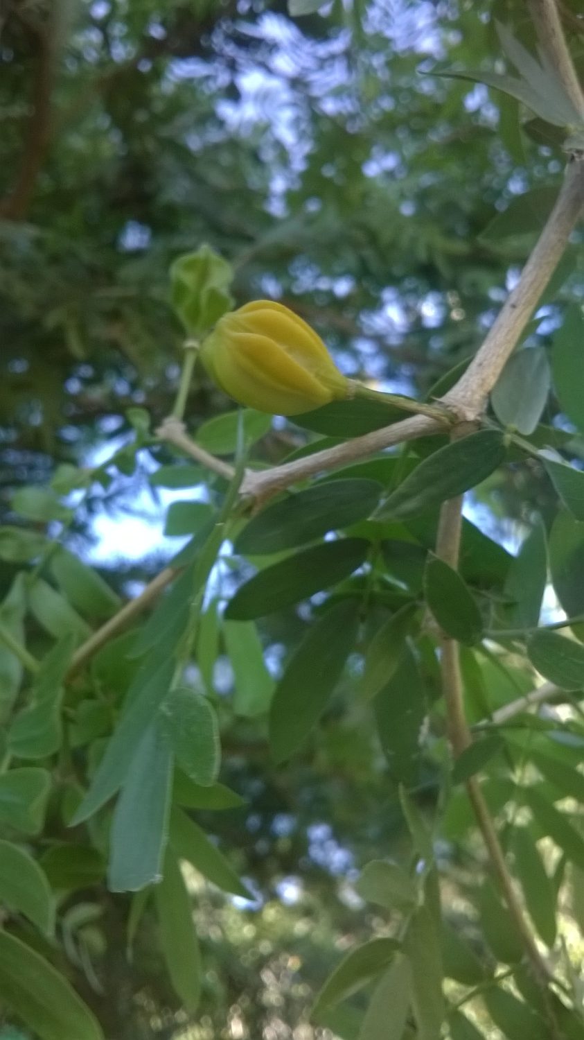Guaiacum sanctum – Trees of Costa Rica's Pacific Slope