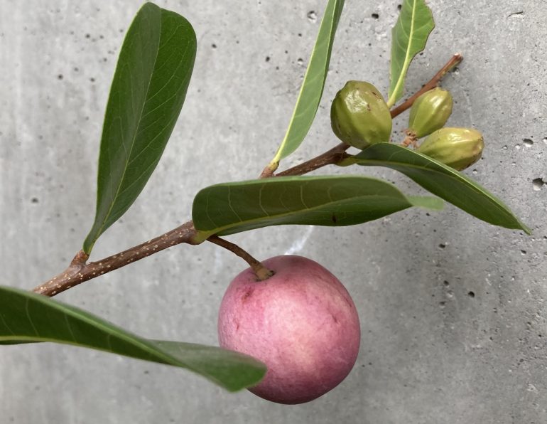 Chrysobalanus icaco – Trees of Costa Rica's Pacific Slope