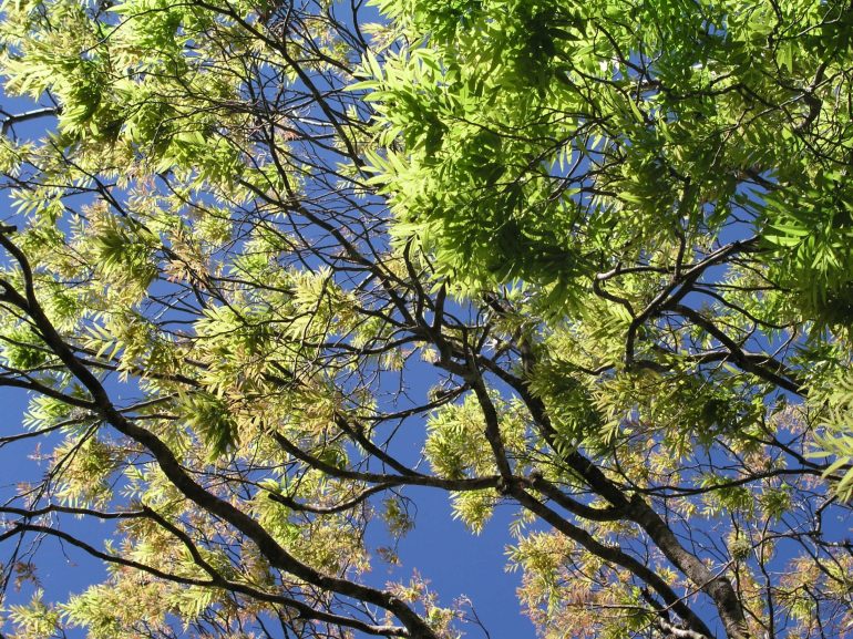 Thouinidium decandrum – Trees of Costa Rica's Pacific Slope