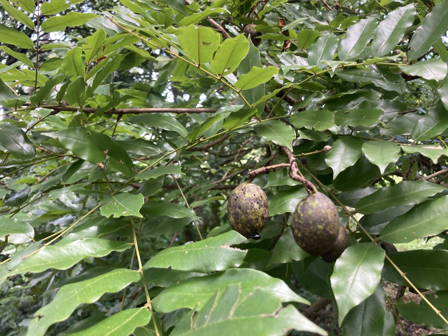 Andira Inermis – Trees of Costa Rica's Pacific Slope